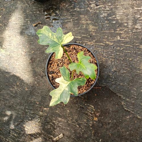 Jual Thaumathopyllum Java Beauty Variegated - Java Beauty Series Size ...