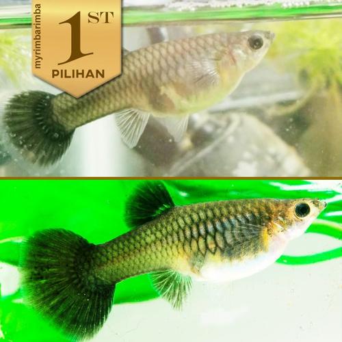 Jual Paket Koloni (isi 10) Guppy Black Moscow Betina Ikan Hias Aquascape Hiasan Aquarium Tanaman ...