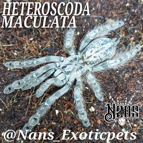 Jual Tarantula Heteroscodra Maculata - Unsex 8cm - Kota Depok - Nans ...