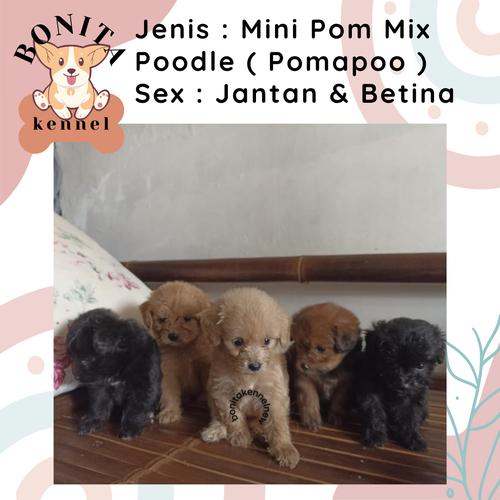 Jual Red Toy Poodle Mix Mini Pomeranian Anak Anjing Pomapoo Minipom ...