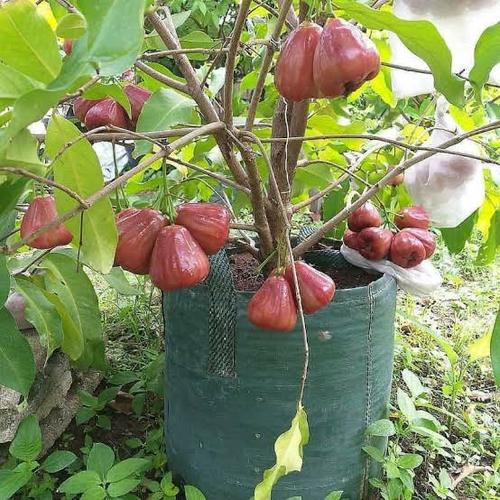 Jual bibit Jambu Dalhari Buah dalhari pohon jambu dalhari hasil okulasi ...