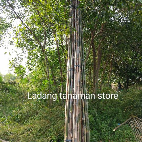 Jual BAMBU UNTUK TIANG BENDERA - Kota Depok - ladang tanaman store ...