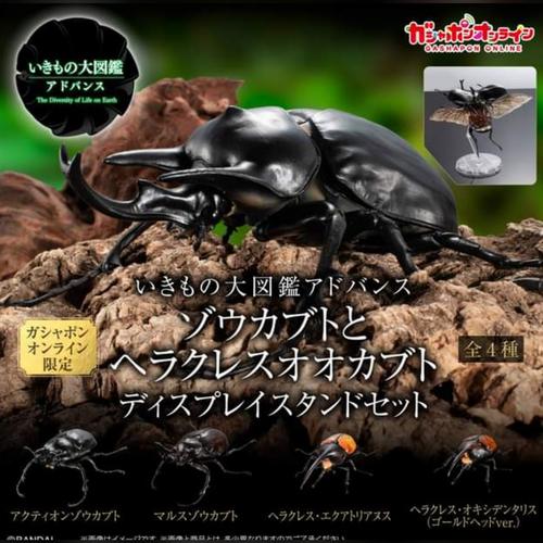Jual GOL ADVANCE ELEPHANT BEETLE & HERCULES BEETLE DISPLAY STAND SET ...