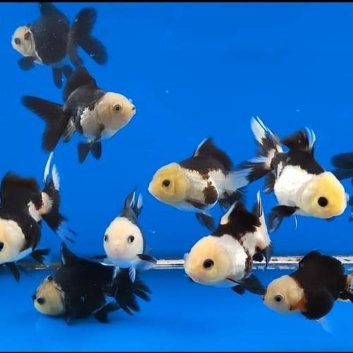Jual Ikan Hias Koki Panda Gold Fish Telescope Air Tawar Aquarium Kolam ...