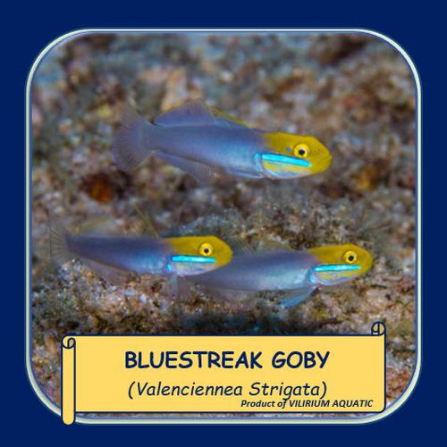 Jual IKAN HIAS AIR LAUT - JABING PASIR / BLUESTREAK GOBY / GOLDEN HEAD ...