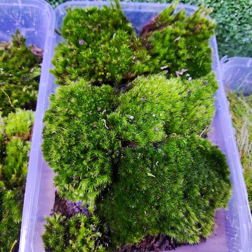 Jual Moss paludarium terrarium vivarium rock moss - Kota Tangerang ...