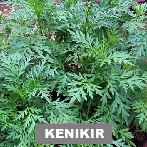 Jual Daun kenikir lalapan segar/ daun randa midang 1 kg - Kab. Bogor ...