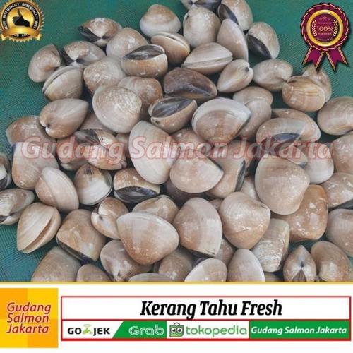Jual Original Promo Kerang Kepa segar 1Kg | Kerang Tahu segar ada yang ...