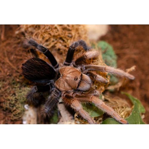 Jual Aphonopelma spec. "Diamond Back" TARANTULA - Kota Bandung - spider ...