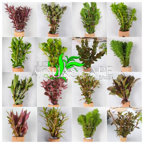 Jual paket 10 pot 10 jenis tanaman stem plant tanaman aquarium - Kab ...