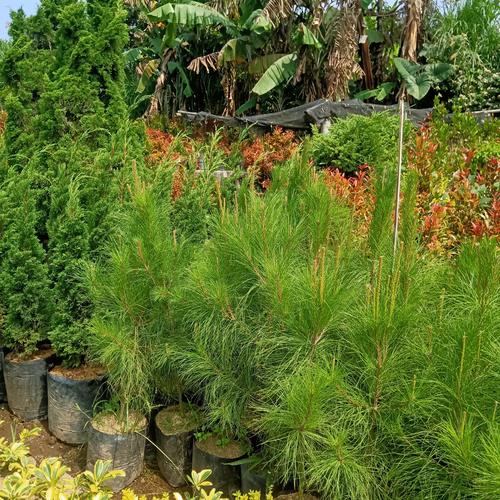 Jual pohon Pinus ukuran tinggi 1 meteran - Kab. Bandung Barat - gaith ...