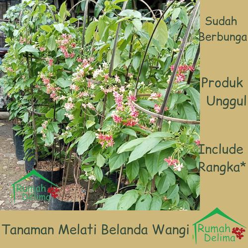 Jual Tanaman melati belanda - rimbun 1 - Jakarta Timur - Rumah Delima ...