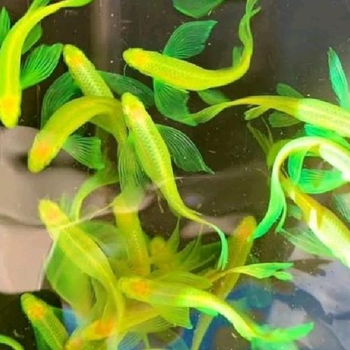 Jual Ikan Danio Slayer Hijau Grade A/ Ikan Hias Warna Warni - Kab ...