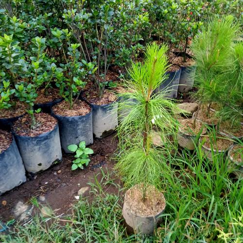 Jual pohon Pinus ukuran tinggi 50-60cm - Kab. Bandung Barat - gaith ...