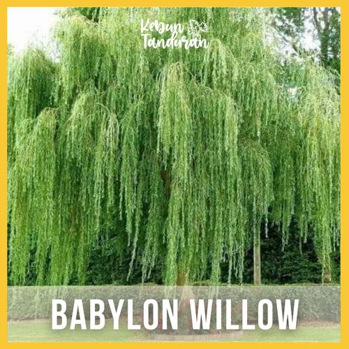 Jual Bibit Tanaman Peneduh Babylon Willow/ Tanaman Hias Menjuntai Liang liung/ Weeping Willow ...