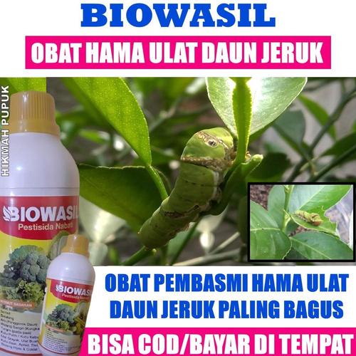 Jual PESTISIDA BIOWASIL ISI 500 ML OBAT HAMA ULAT DAUN JERUK PALING ...