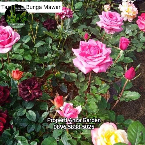 Jual Tanaman Bunga Mawar | Tanaman Halaman Rumah | Tanaman Pembatas ...