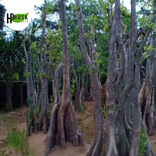 Jual pohon pule air dengan beragam karakter dan ukuran - Kab. Bogor ...