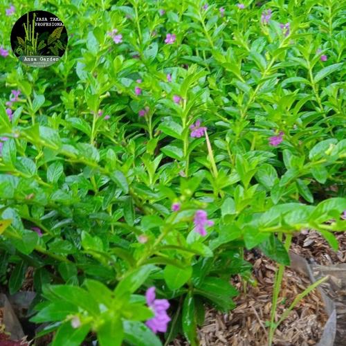 Jual Tanaman Bunga Taiwan Hijau | Tanaman Halaman Rumah | Tanaman ...