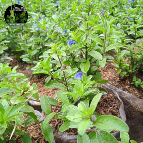 Jual Tanaman Bunga Blue Eyes | Tanaman Halaman Rumah | Tanaman Pembatas ...