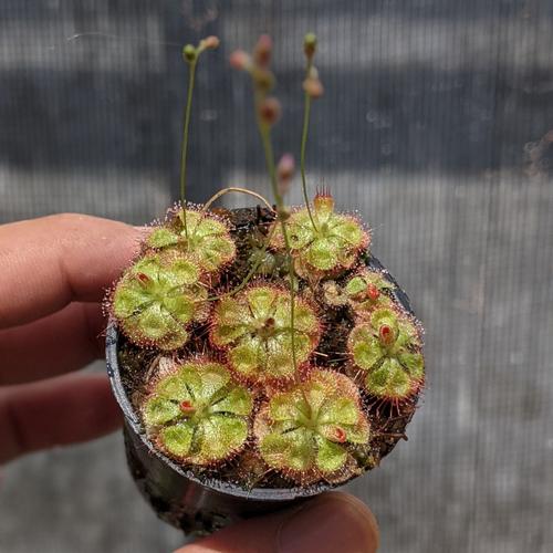 Jual Drosera mix clump isi banyak - Kota Semarang - indofoliage | Tokopedia