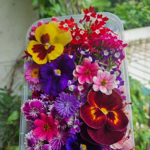 Jual Mixed Edible Flower (25 pcs) - campuran Hotel & Resto - Jakarta ...