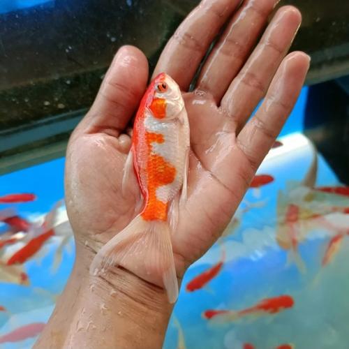 Jual Ikan Mas Komet Slayer, Ikan Aquascape dan Kolam - Jakarta Barat ...