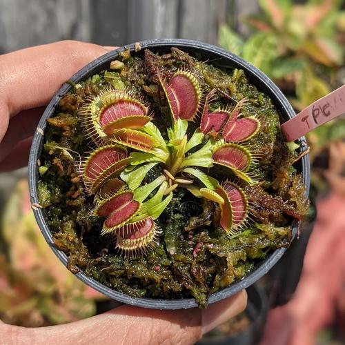 Promo VFT venus flytrap typical 'dark mouth' ukuran besar - Kota Semarang - indofoliage | Tokopedia