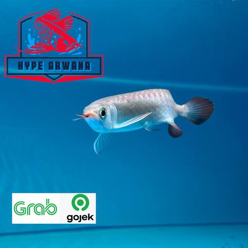 Jual Arwana Super Red 15cm 100% kualitas terbaik - Kota Depok - Hype ...
