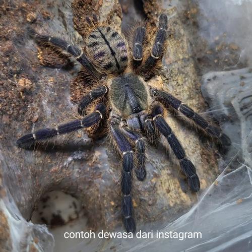 Jual Tarantula Ornithoctoninae Phan Cay - Kab. Boyolali - MAXWIEL.FARM ...
