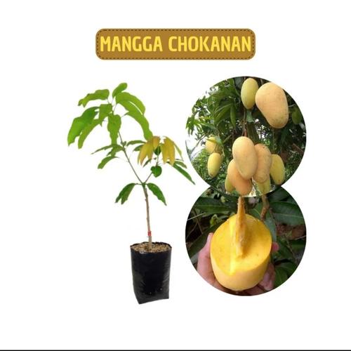 Jual Bibit Tanaman Mangga Chokanan-Pohon Buah Mangga Cokanan Asli Impor ...
