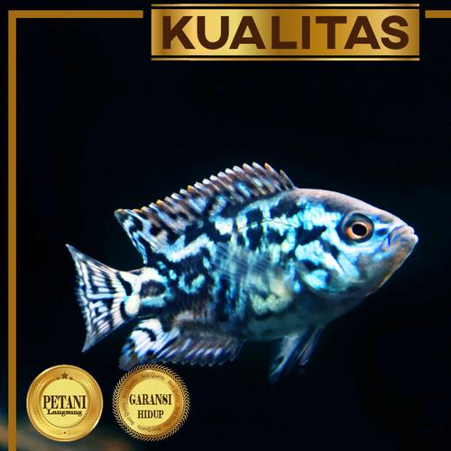 Jual Electric Blue Jack Dempsey (EBJD) Cichlid Ikan Hias Aquscape ...