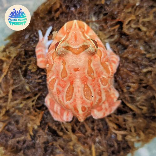Jual kodok pacman frog minus - Kota Bekasi - Zumaslime | Tokopedia