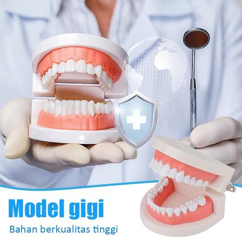 Jual Model Gigi Edukasi Phantom Gigi Lepasan Model Dental Study Model ...