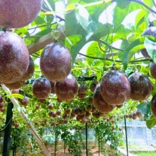 Jual Stek Batang Atau Cutting Pohon Buah Markisa Merah Manis - Kab ...