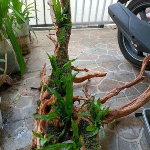 Jual kayu hias rasamala 100-120cm - kayu komplit - Kota Bekasi ...