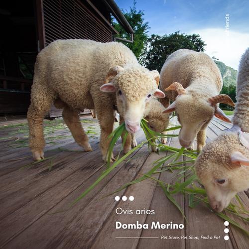 Promo Domba Hias Merino / Domba Batur Cicil 0% 3x - Kota Tangerang ...