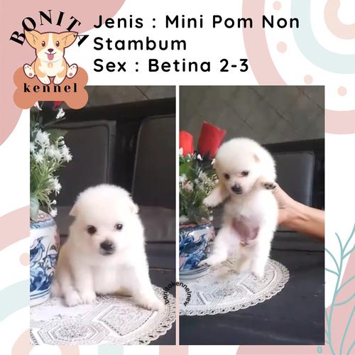 Jual Mini Pom Mini Pomeranian Non Stambum Jantan Betina Anakan Anjing ...