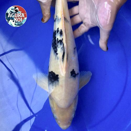 Jual Original Shiro, Body Bulky Torpedo, 39cm. Male - Kota Bandung ...