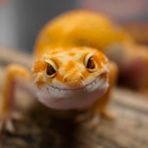 Jual Leopard Gecko - Eublepharis macularius | Geko Tokek Lucu Imut ...