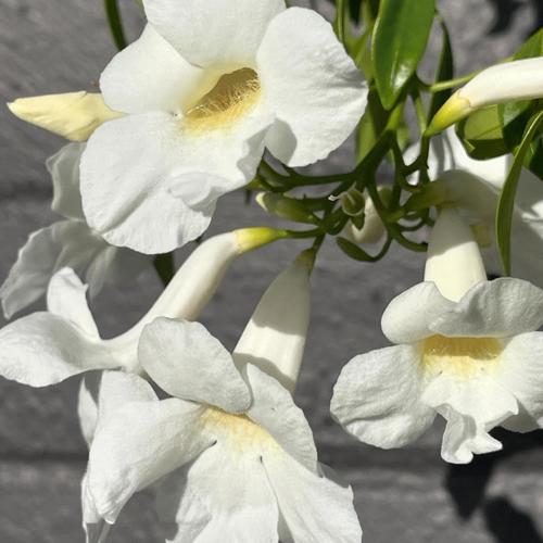 Jual Bibit tanaman rambat bunga putih white bower vine (Pandorea ...