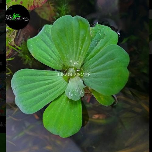 Jual daun apu apu pista tanaman apung - Kab. Bogor - UUS AQUASCAPE ...