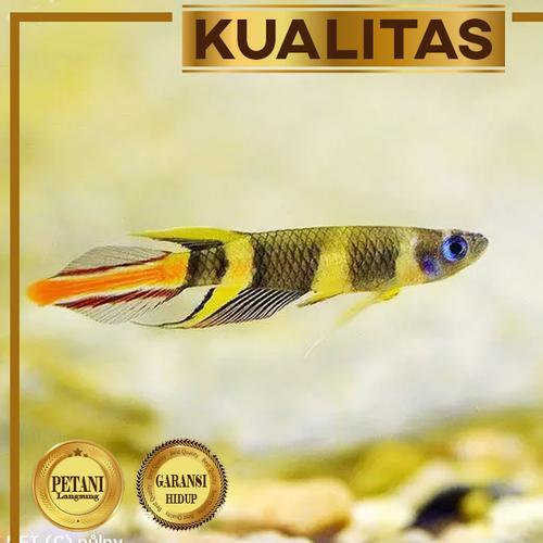 Jual Rocket Fish Clown Panchax Ikan Hias Aquascape Hiasan Aquarium ...