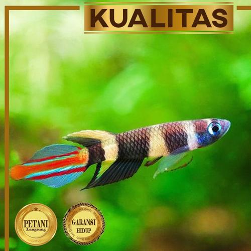Jual Paket Koloni (isi 10) Rocket Fish Clown Panchax Ikan Hias ...