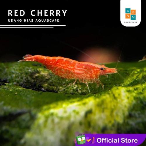 Jual Udang Hias Merah Aquascape Red Cherry RCS Shrimp Neocaridina - Kab ...