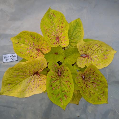 Jual tanaman hias caladium kuning ayu nahida in series magelang anak ...