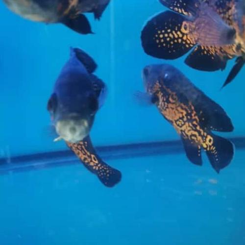 Jual Oscar Leopard Ikan Hias Predator Aquarium Kolam Aquascape ...
