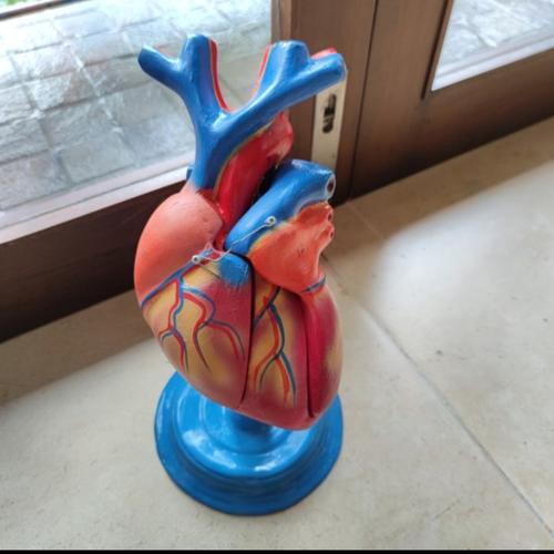Jual MODEL JANTUNG MANUSIA / TORSO JANTUNG / ALAT PERAGA BIOLOGI ... Jual MODEL JANTUNG MANUSIA / TORSO JANTUNG / ALAT PERAGA BIOLOGI ...