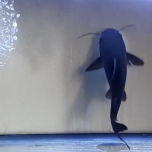 Jual IKAN HIAS PAPUA SHARK CATFISH BLACK LIMITED STOCK - Jakarta Barat ...