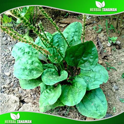 Jual Daun sendok Ki urat khusus daun saja 100 gram - Kab. Pangandaran ...